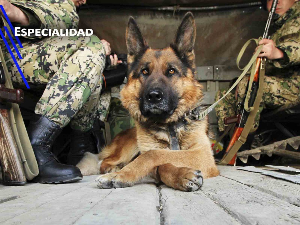 SERVICIO DE VIGILANCIA CON PERROS PARA GUARDAS RURALES - Código 101 ...